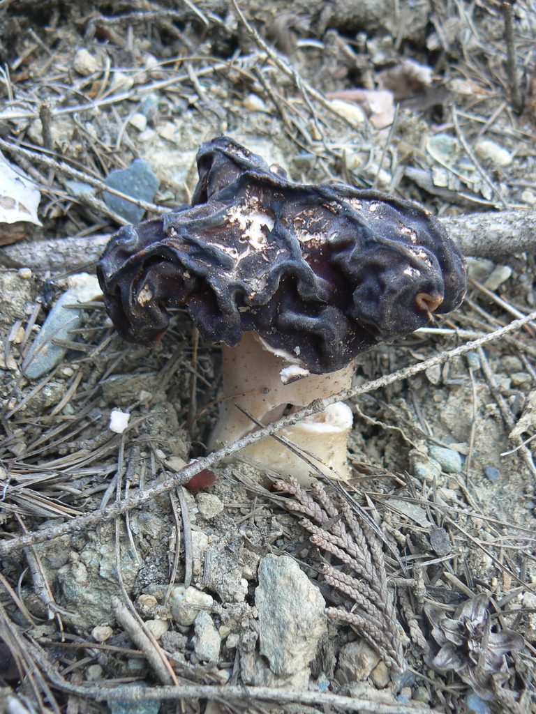Gyromitra from 2301 Trinity Valley Rd, Lumby, BC V0E 2G4, Canada on May ...