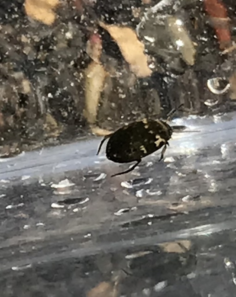 Hydroporinae from Five Mile Recreation Area, 375 Centennial Ave, Chico ...