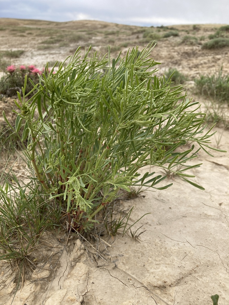 Gray's Milkvetch from Emblem, WY, US on May 7, 2024 at 07:14 PM by ...