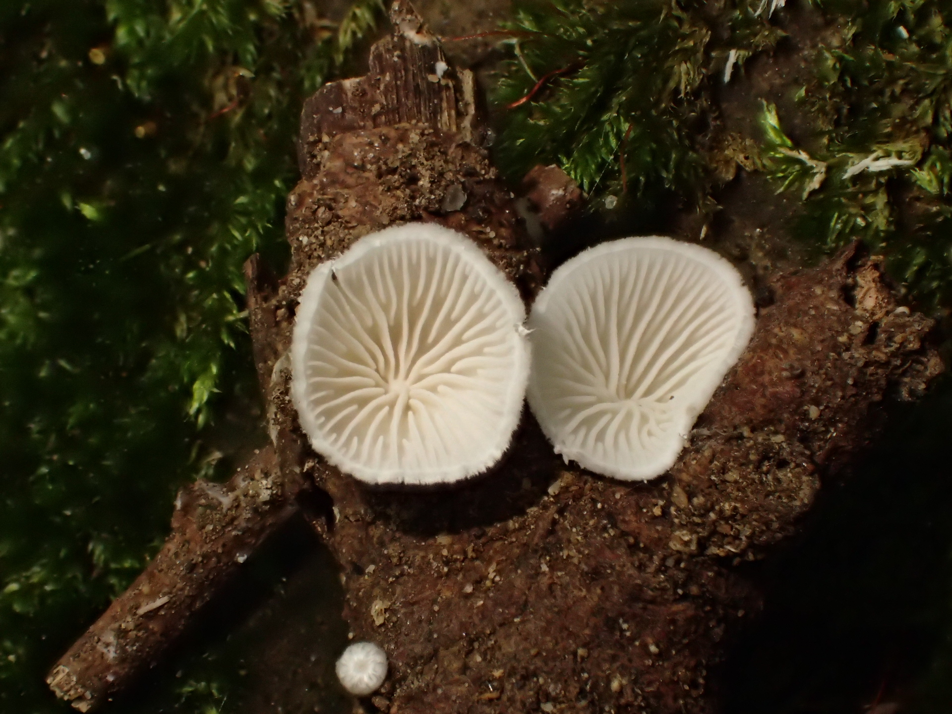 Chaetocalathus craterellus (Durieu & Lév.) Singer