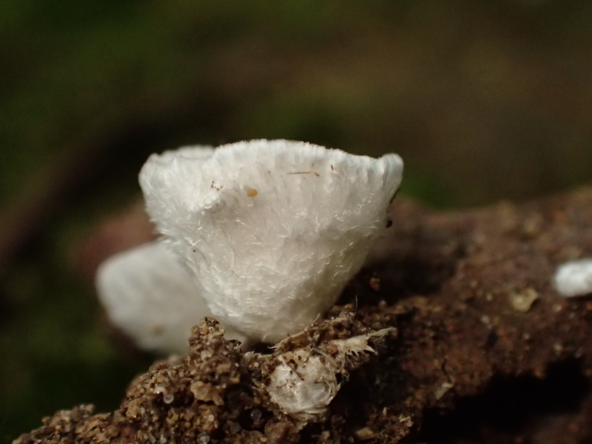Chaetocalathus craterellus (Durieu & Lév.) Singer
