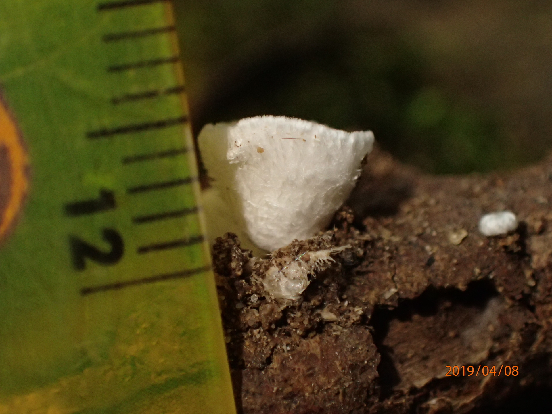Chaetocalathus craterellus (Durieu & Lév.) Singer