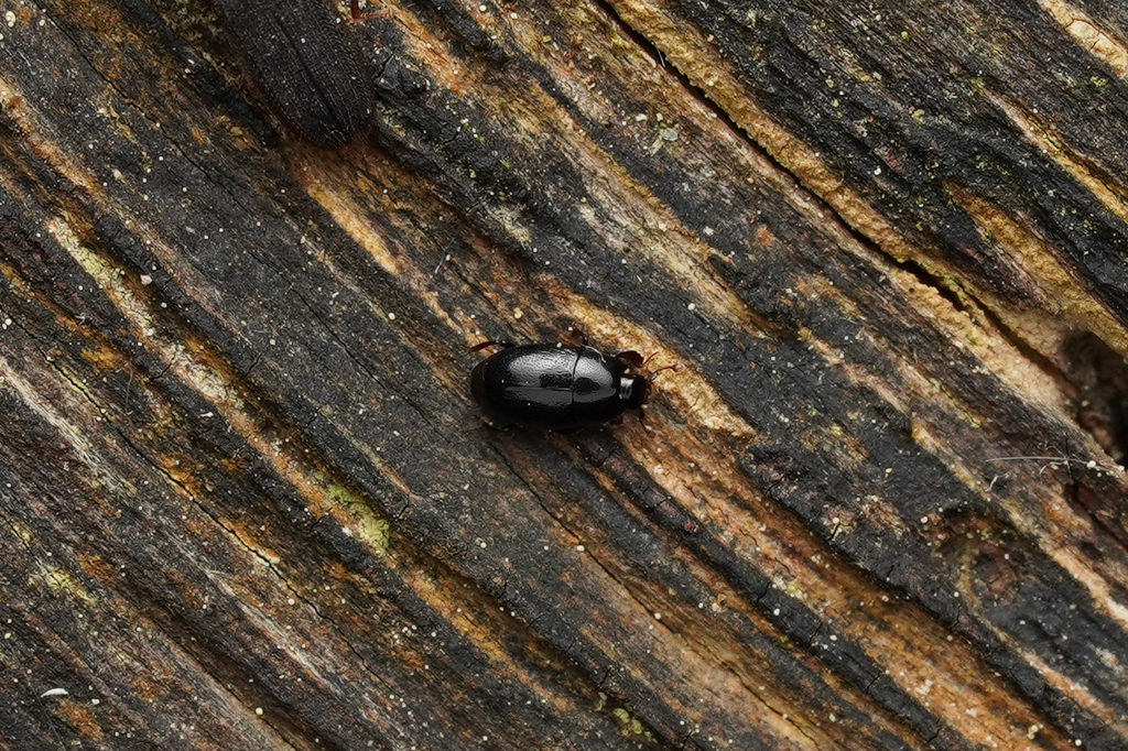 Paromalus flavicornis from 38 Braunschweig-Wabe-Schunter-Beberbach ...