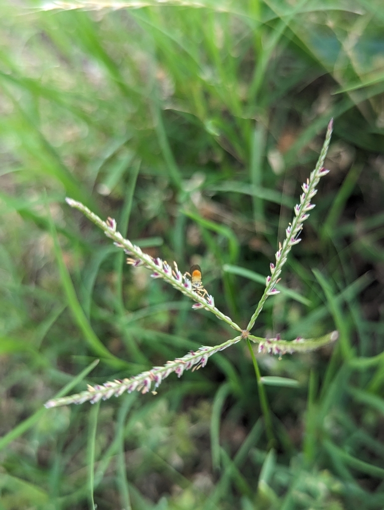 Bermuda grass from Dallas, TX 75229, USA on May 7, 2024 at 07:48 AM by ...