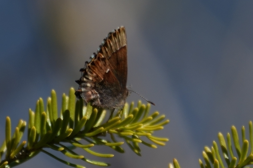 Henry's Elfin from Menzel Centennial Provincial Nature Reserve, Greater ...