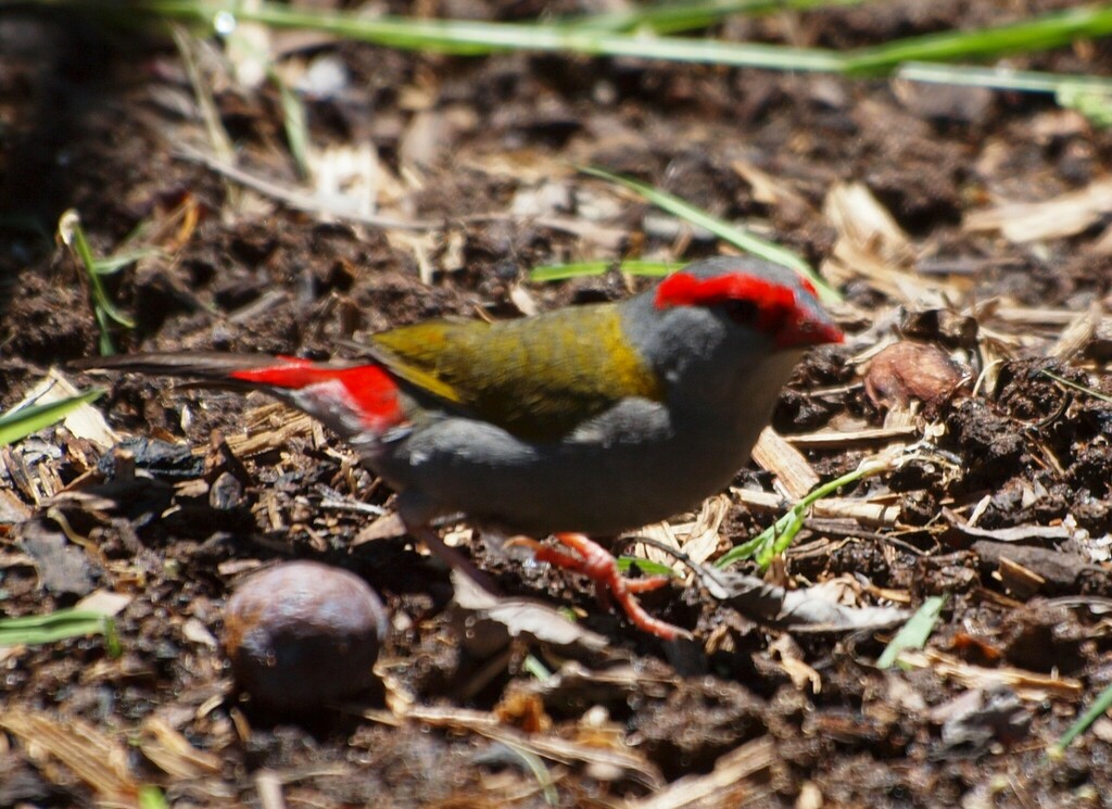 Red-browed Finch from Wangaratta VIC 3677, Australia on December 26 ...