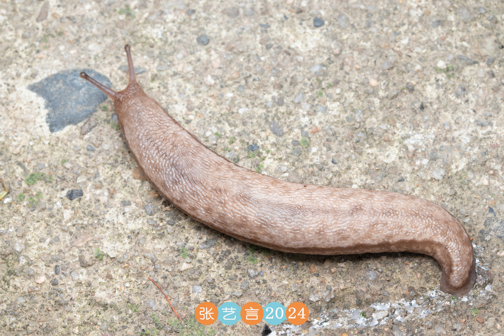 Chinese Slug from 中国安徽省宣城市泾县泾川镇水西路水西国家森林公园 on April 12, 2024 by 张艺言 · ...