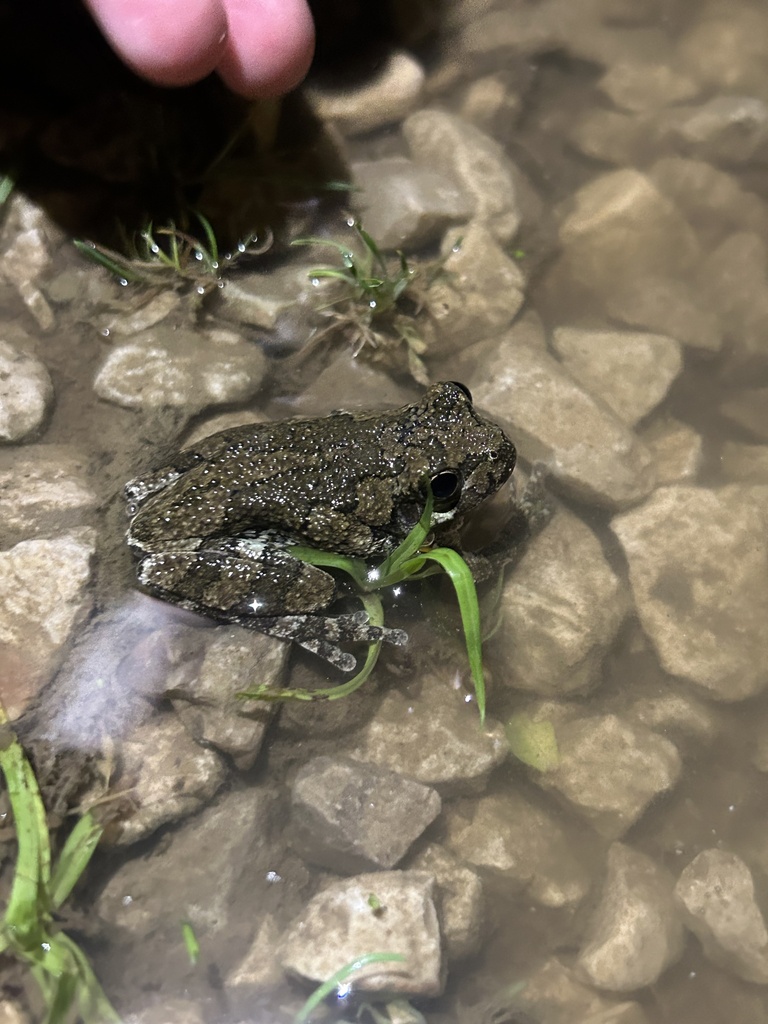 Gray Treefrog Species Complex from Daniel Boone National Forest, Slade ...