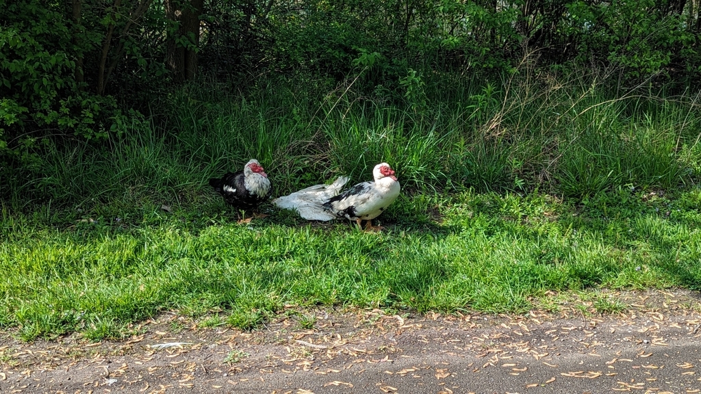 Muscovy Duck from Carroll Township, OH, USA on May 7, 2024 at 04:54 PM ...