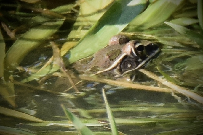 Plains Leopard Frog from Claycomb Rd, Wayne, NE, US on May 6, 2024 at ...