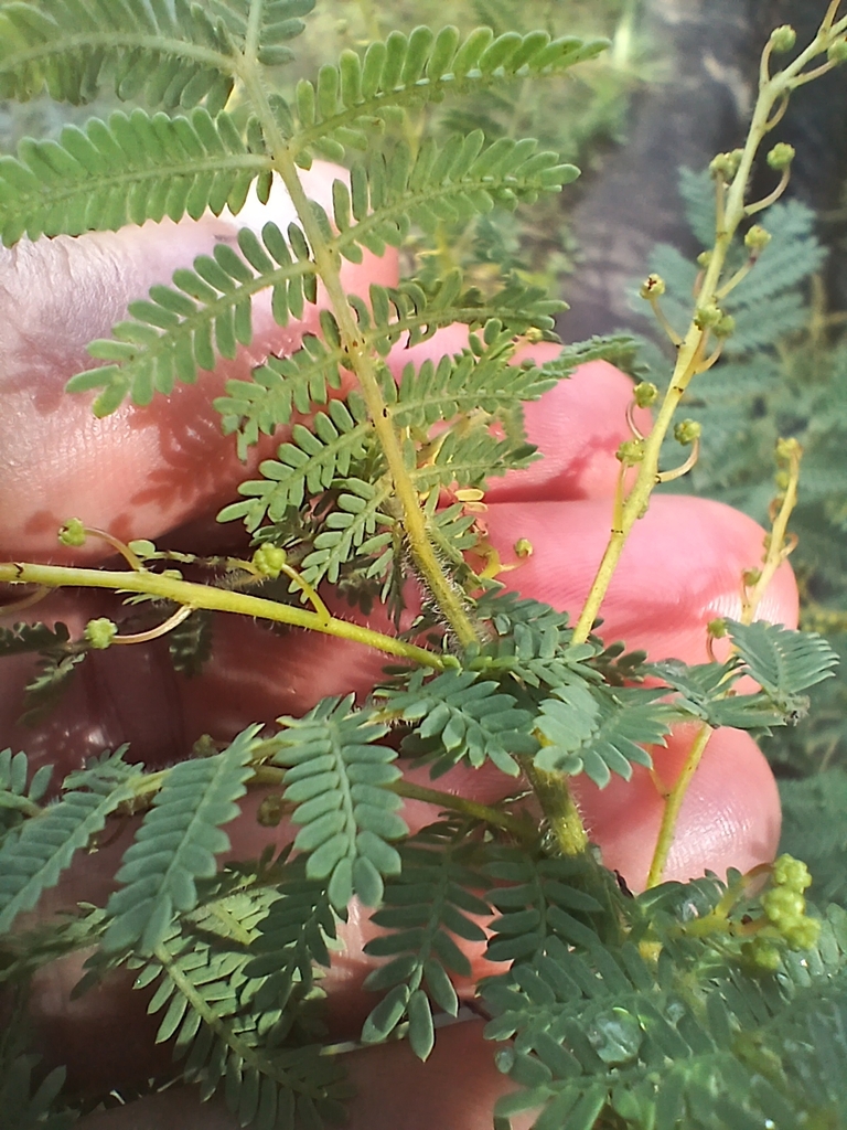 Downy Wattle from Rookwood NSW 2141, Australia on May 8, 2024 at 10:45 ...