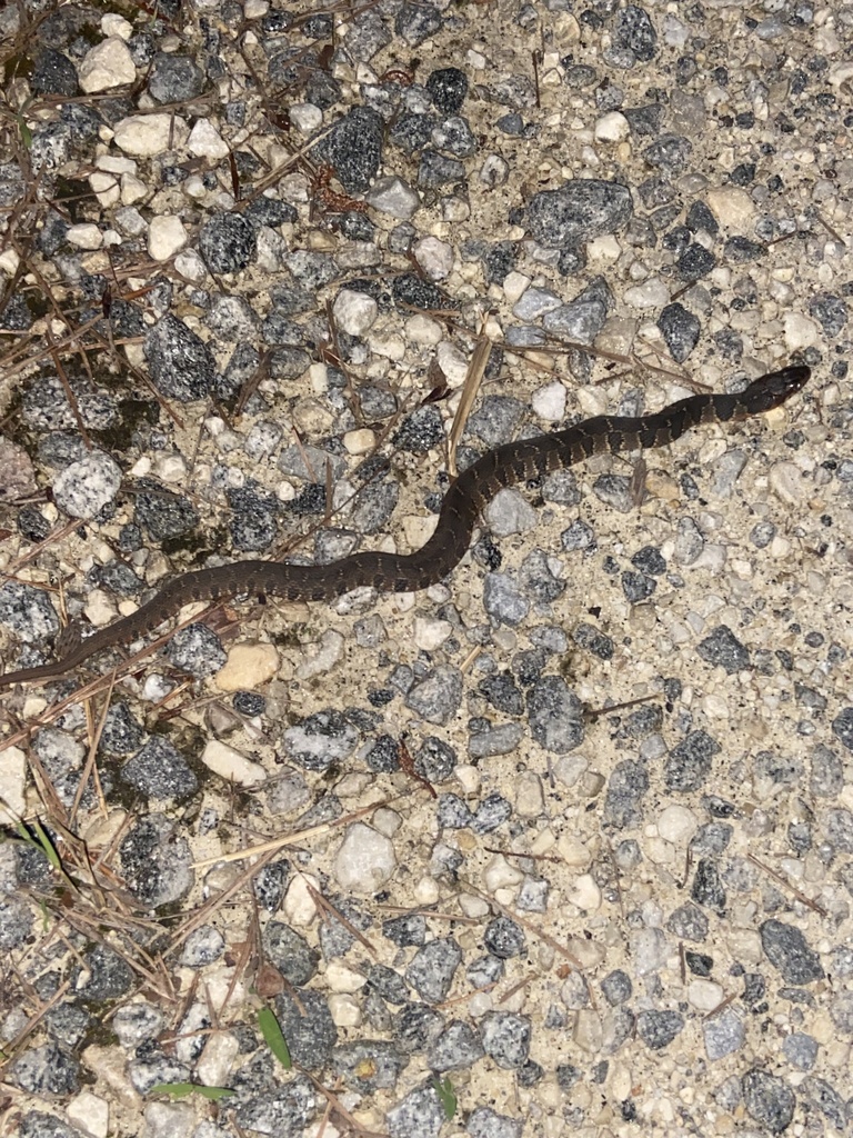 Plain-bellied Watersnake from Eufaula National Wildlife Refuge, Eufaula ...