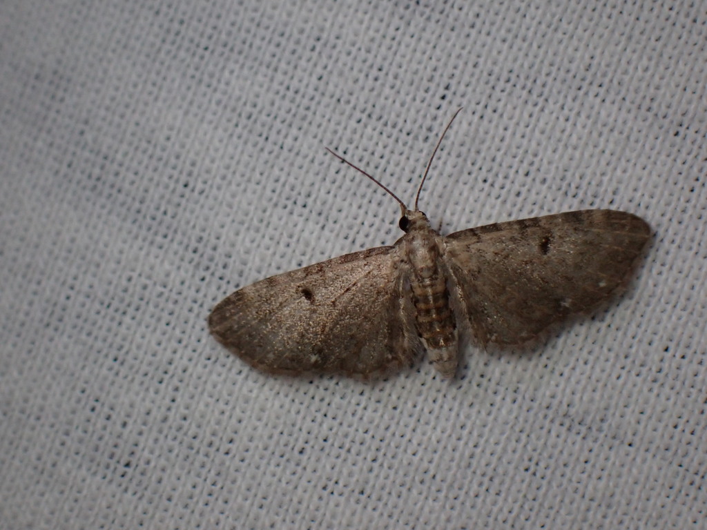 Common Eupithecia Moth in May 2024 by Sus scrofa · iNaturalist