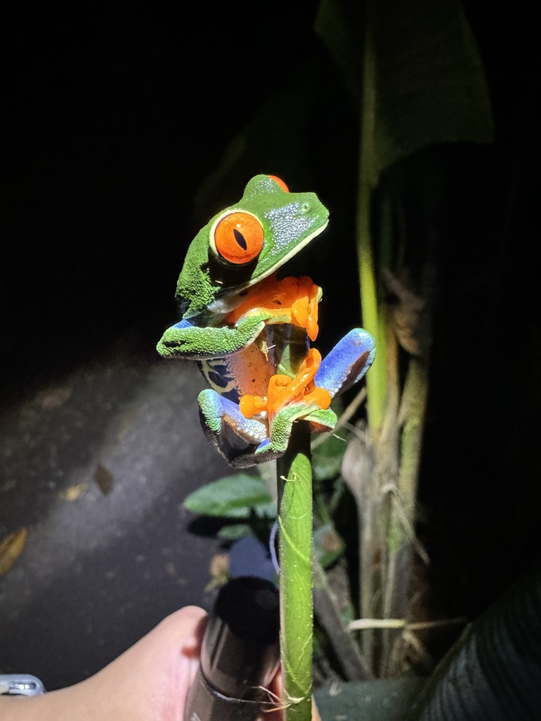 Red-eyed Tree Frog from Arenal Volcano National Park, San Carlos ...
