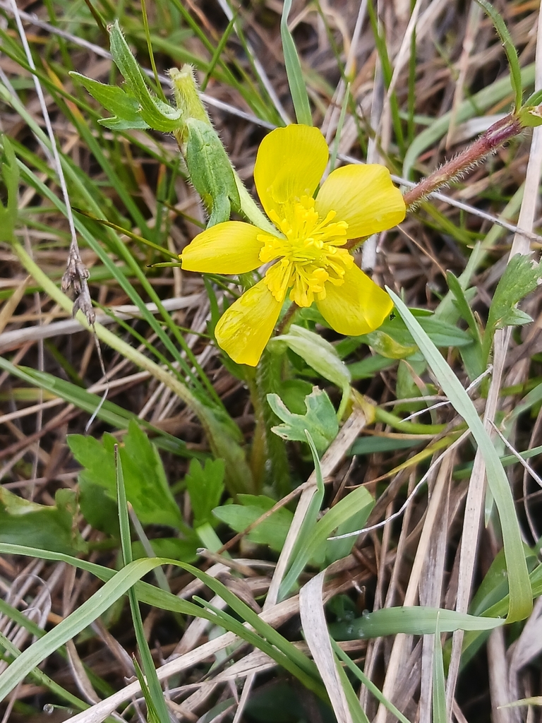 Ranunculus orthorhynchus platyphyllus from Wallowa County, US-OR, US on ...