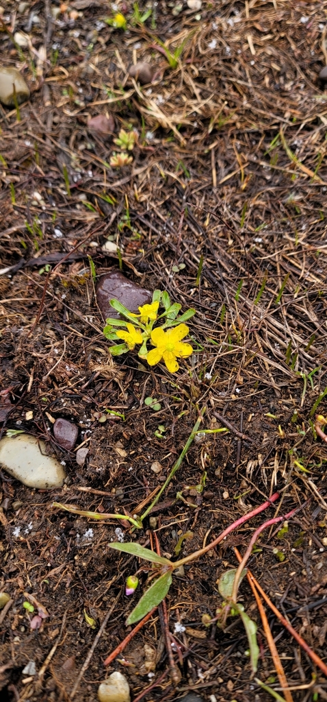 buttercups from Alta, WY 83414, USA on May 7, 2024 at 03:39 PM by Brian ...