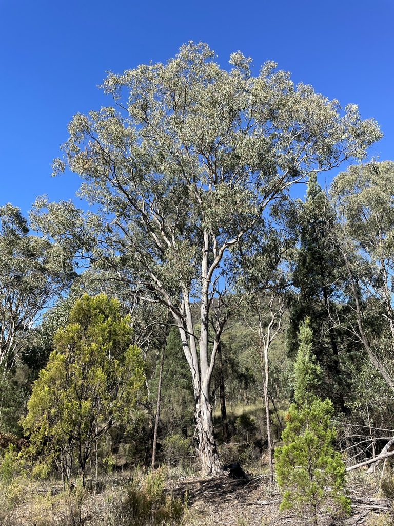 Eucalyptus polyanthemos polyanthemos from Rylstone NSW 2849, Australia ...