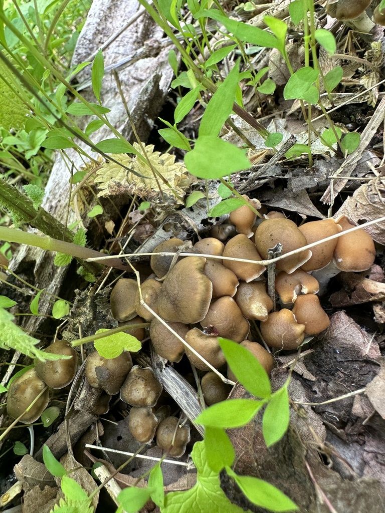 Psychedelic Ovoid Mushroom from Conestoga River, Millersville, PA, US ...