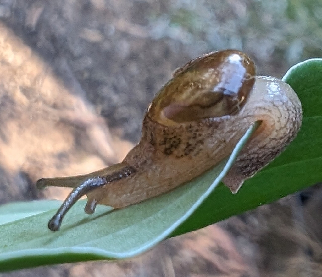 Crimson Foot Semi-slug in May 2024 by richiehall · iNaturalist