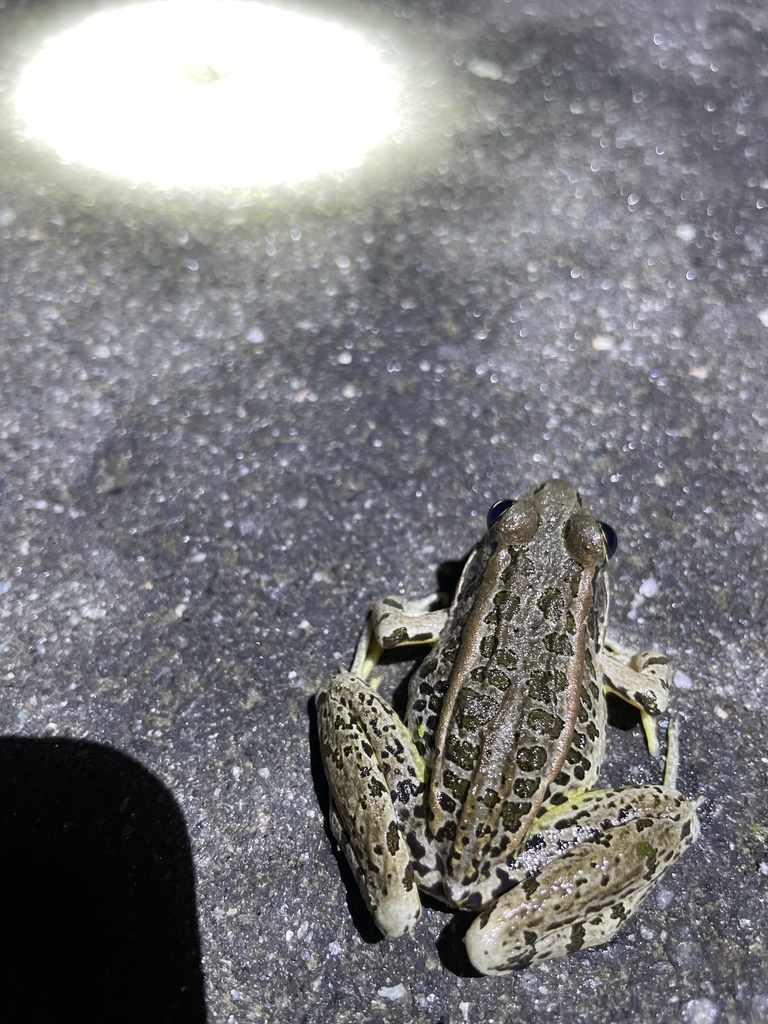 American Water Frogs from Brandywine Rd, Chapel Hill, NC, US on May 7 ...