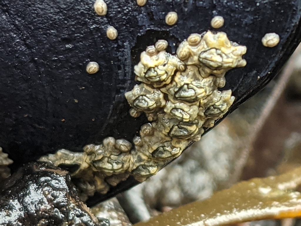 Beaked Barnacle from Stewart Island / Rakiura 9818, New Zealand on ...
