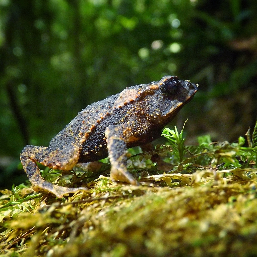 Chompipe Spiny Toadlet in May 2024 by Anthony Ramírez Murillo · iNaturalist