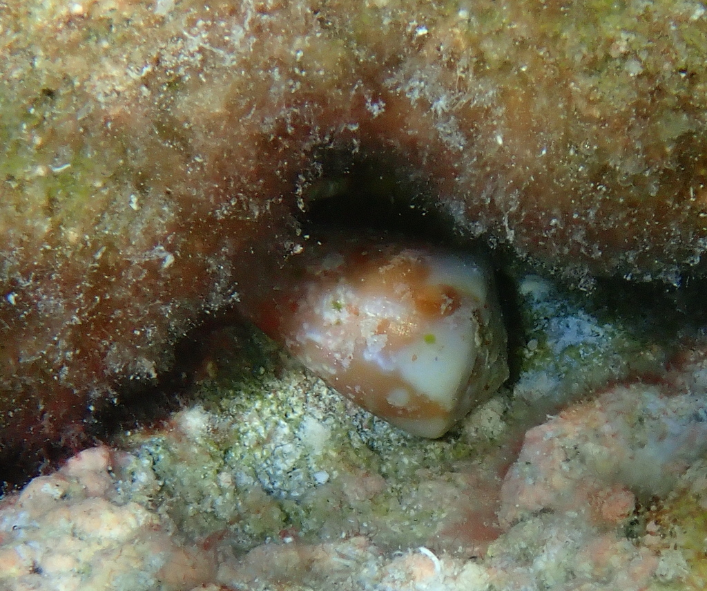 Rat Cone from Nukufetau, Tuvalu on April 24, 2024 at 11:41 AM by Debra ...