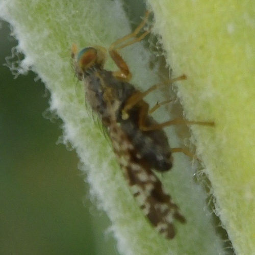 Sunflower Seed Maggot from Latah Valley, Spokane, WA, USA on May 7 ...
