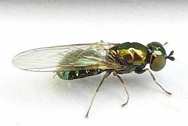 Black-horned Gem Fly from Reading, PA, USA on May 2, 2024 at 10:21 PM ...
