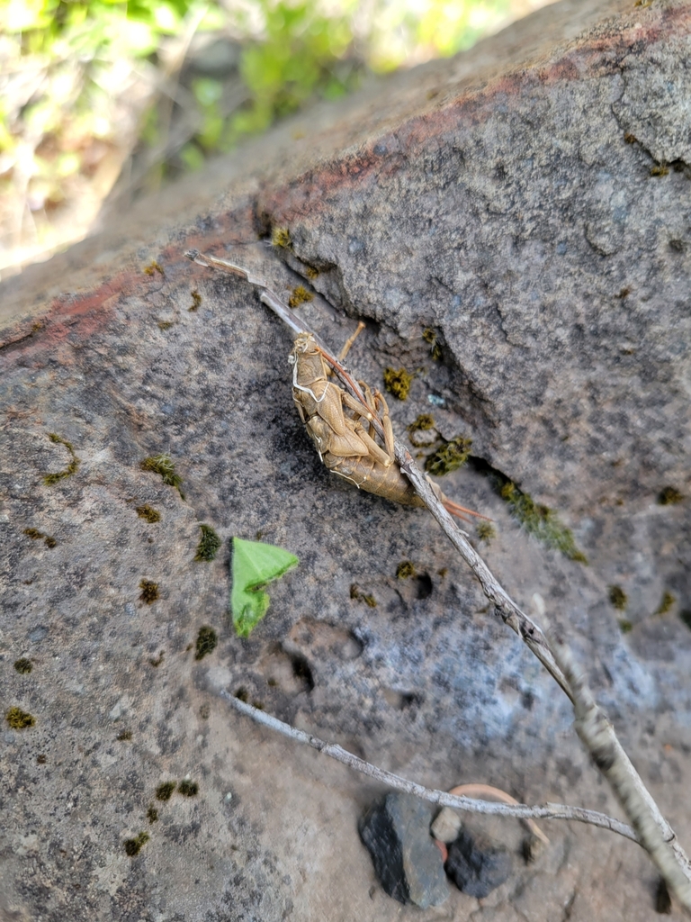 California Giant Stonefly from Wallowa County, US-OR, US on May 7, 2024 ...