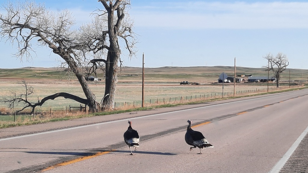 Wild Turkey from Dawes County, NE, USA on April 20, 2024 at 07:19 AM by ...