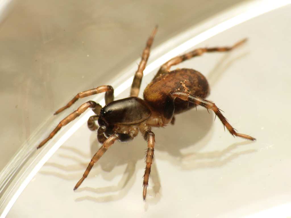 Allocosa (Putnam County Site Observations - non-Insect Arthropods ...