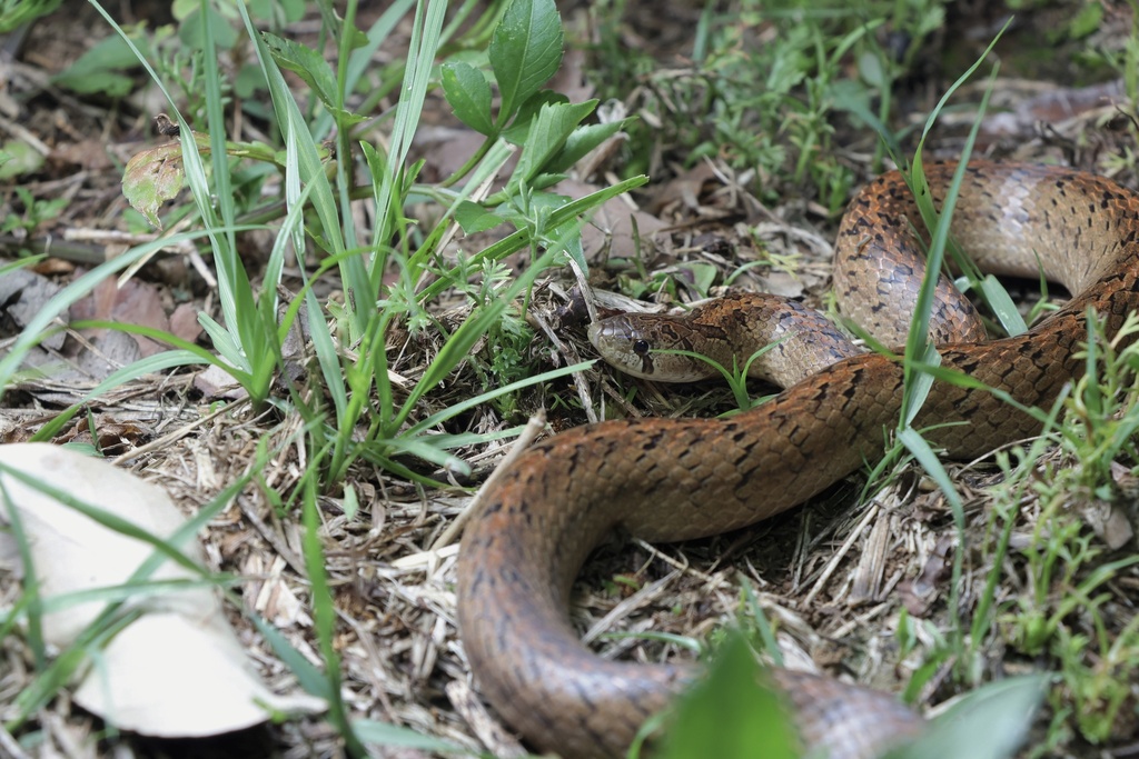 Taiwan Kukri Snake in May 2024 by Shao Qi · iNaturalist