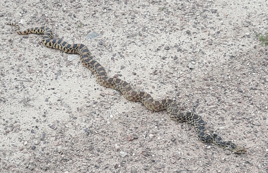 Bullsnake from Dawes County, NE, USA on May 6, 2024 at 11:46 AM by ...