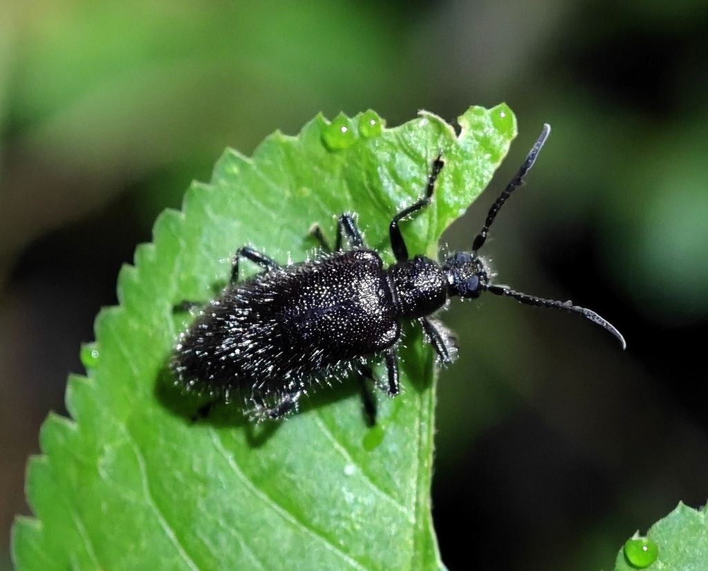 Cerogria popularis from 广西壮族自治区崇左市龙州县响水镇龙州老木棉发现·弄岗景区游客服务中心 on May 06 ...