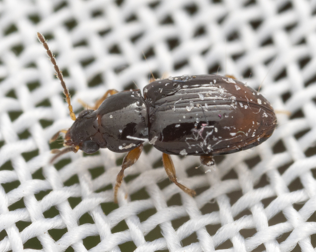 Elaphropus from Newark, DE, USA on May 7, 2024 at 05:36 PM by solomon ...