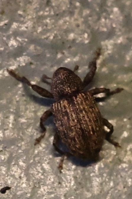 True Weevils from Craven St, Asheville, NC, US on May 8, 2024 at 12:01 ...