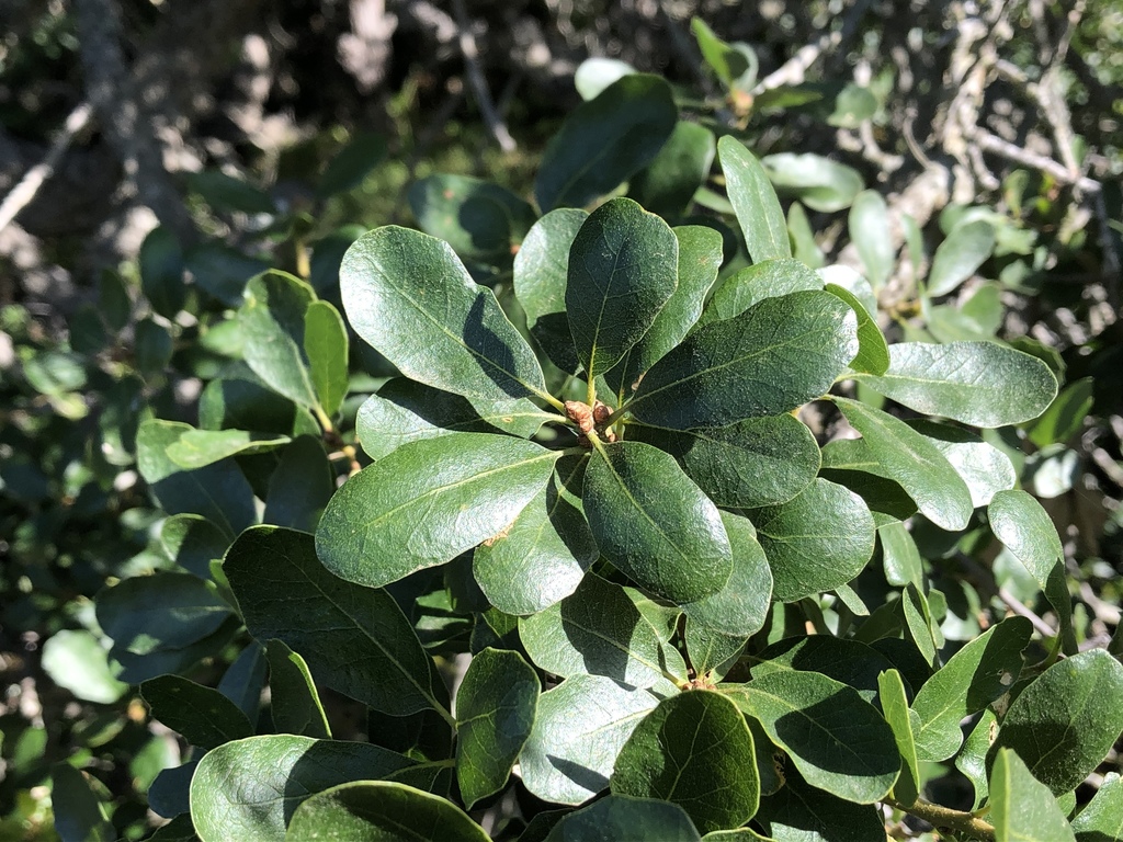 island scrub oak (Quercus pacifica) - Botanical Realm