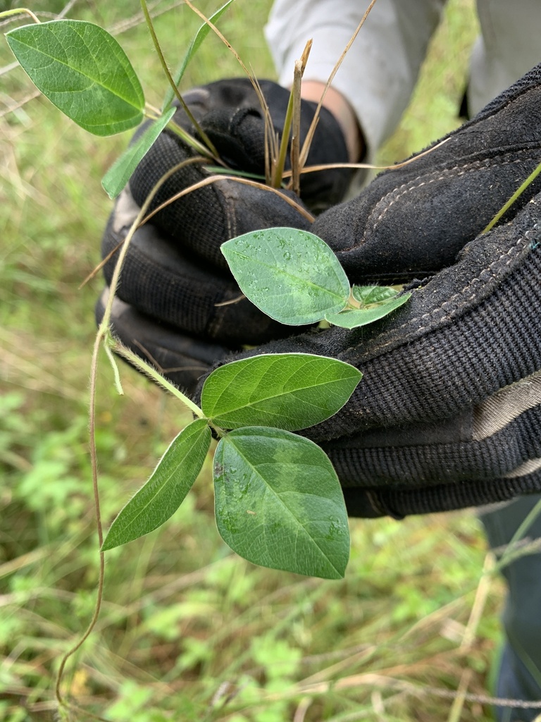 creeping vigna from Montville, QLD, AU on May 8, 2024 at 10:07 AM by ...