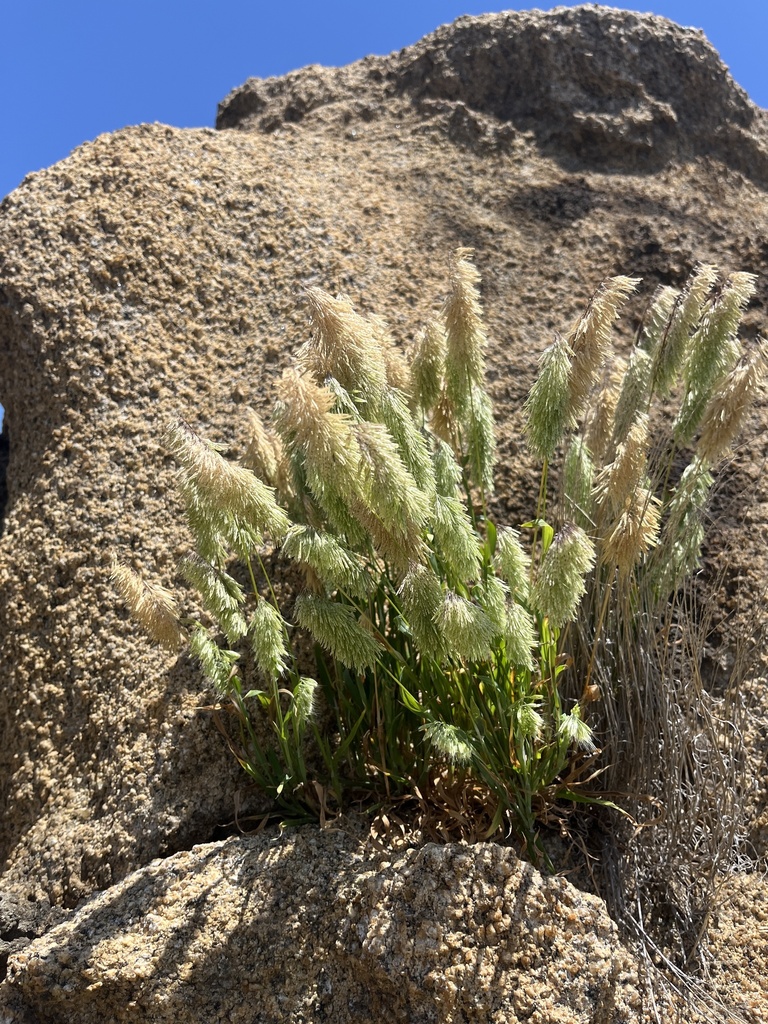 goldentop grass from Challen Park, Riverside, CA, US on May 5, 2024 at ...