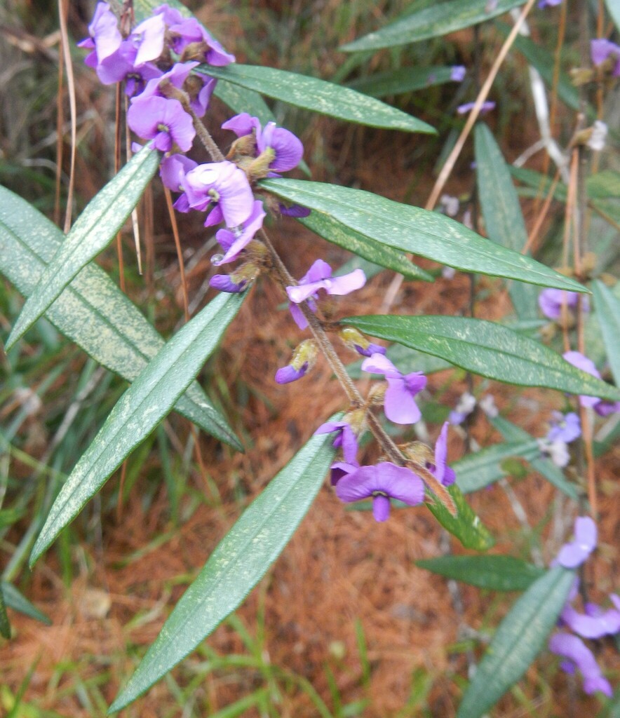 Purple Bush Pea from Elimbah QLD 4516, Australia on August 6, 2022 at ...
