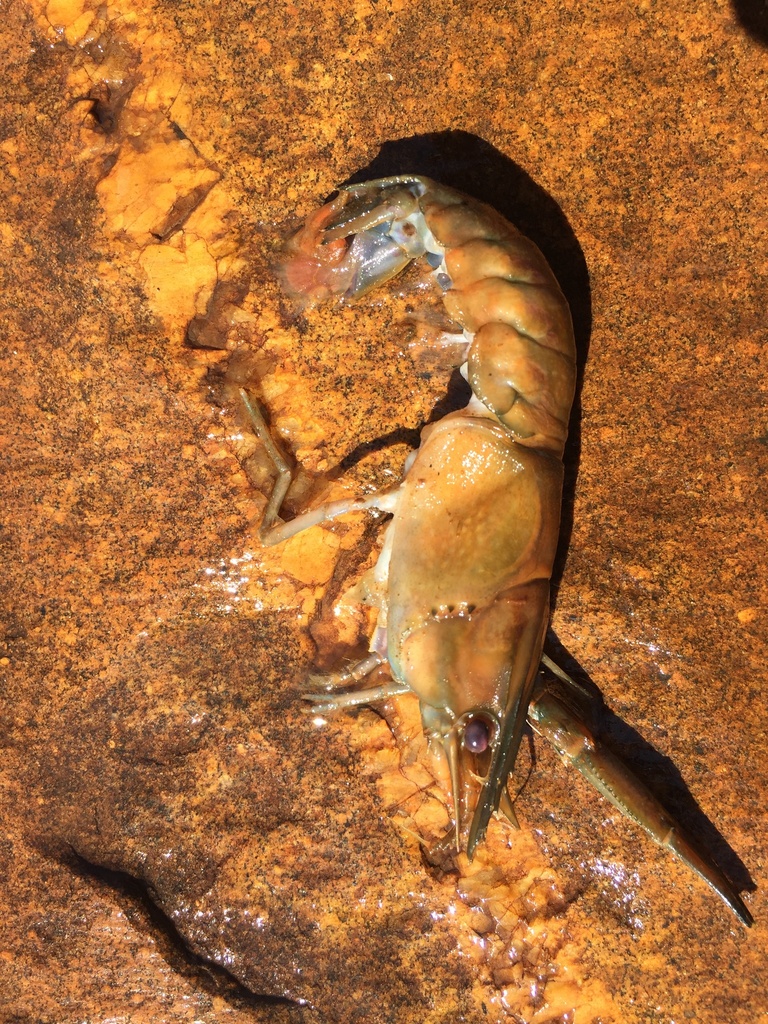 Australian red claw crayfish from City Of Mbombela Rural, MP, ZA on ...