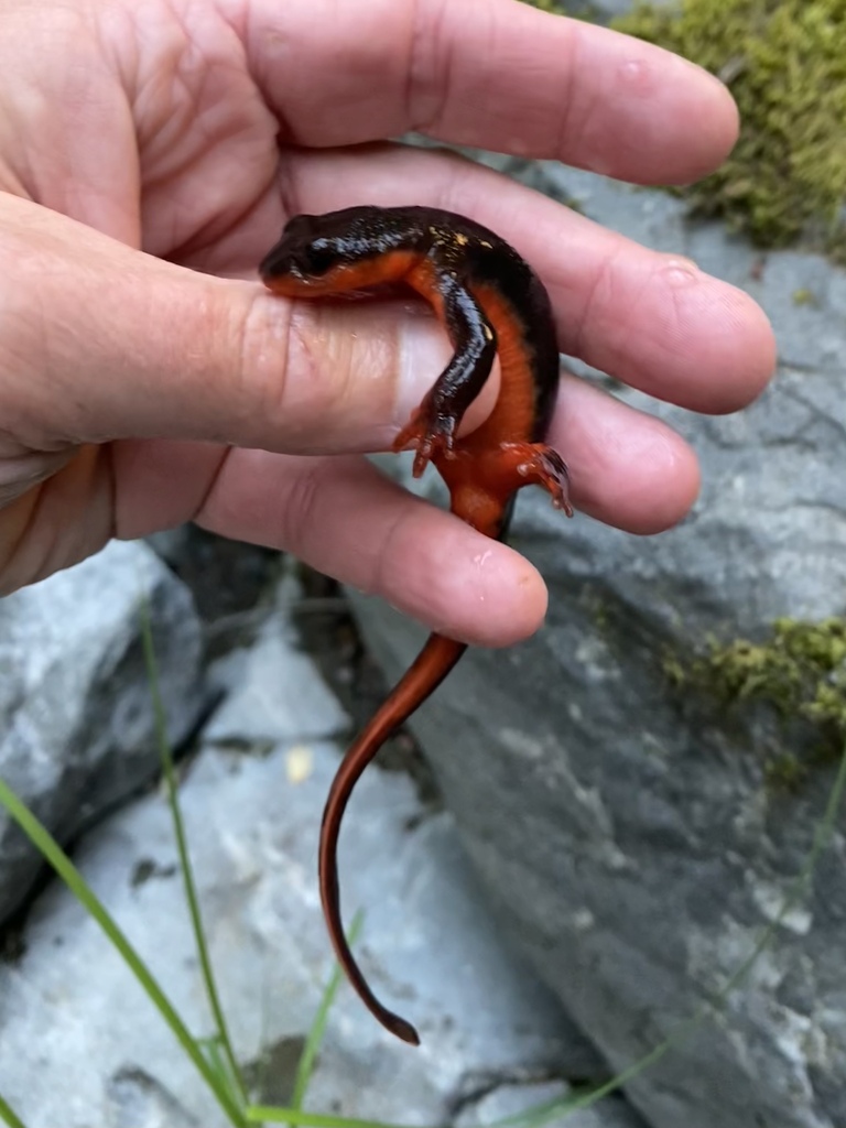 Red-bellied Newt in May 2024 by rwilming · iNaturalist