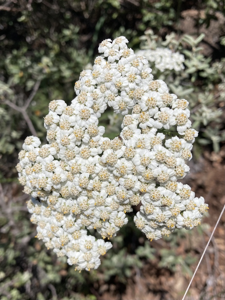 common yarrow from Goodspeed Trail, Santa Rosa, CA, US on May 6, 2024 ...