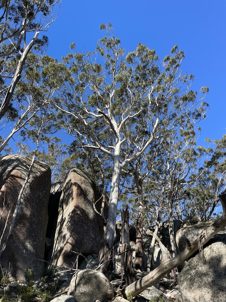 White Mountain Ash from Coolangubra NSW 2550, Australia on April 26 ...
