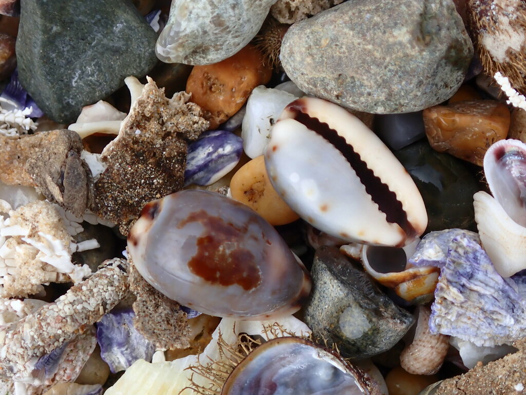 graceful cowrie from Emerald Beach NSW 2456, Australia on May 8, 2024 ...