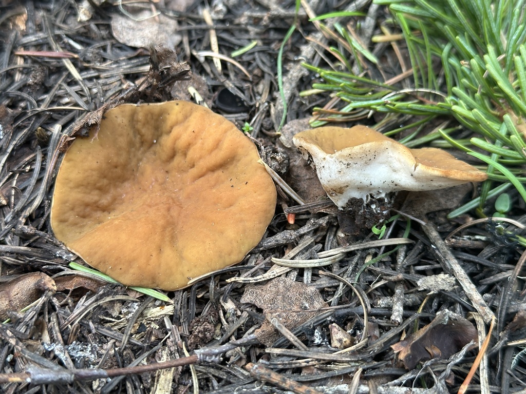 Gyromitra larryi (Gyromitra (False Morel) species of the USA) · iNaturalist