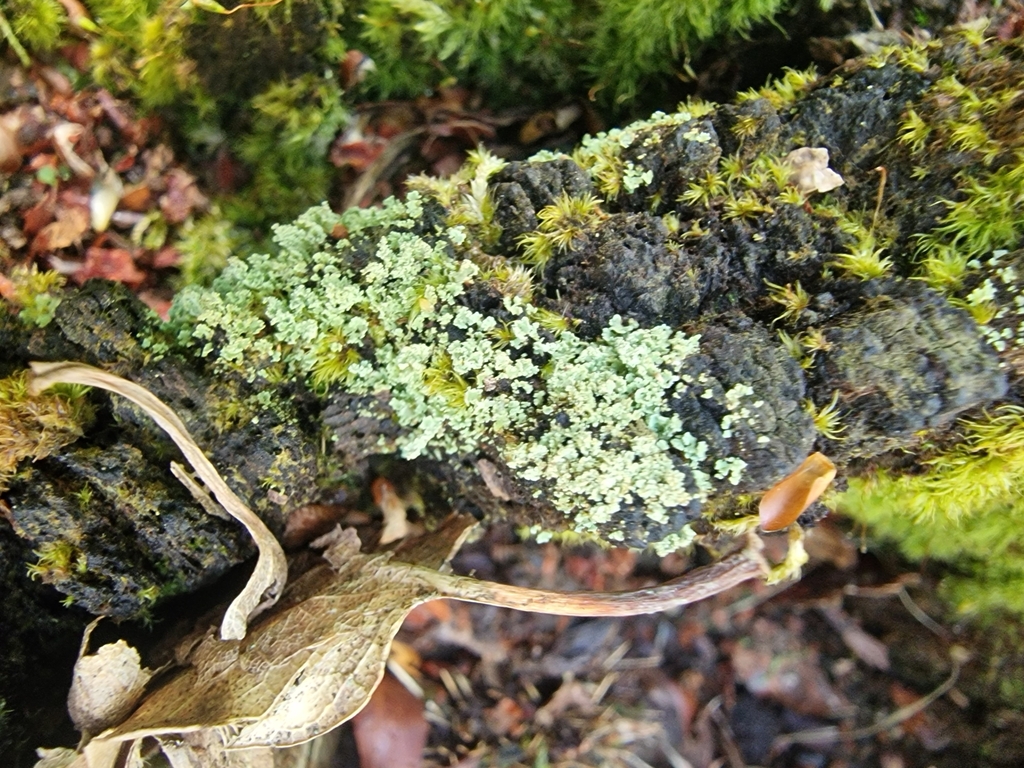 Stubby-stalked Cladonia from Selwyns Wood (Sussex Wildlife Trust ...