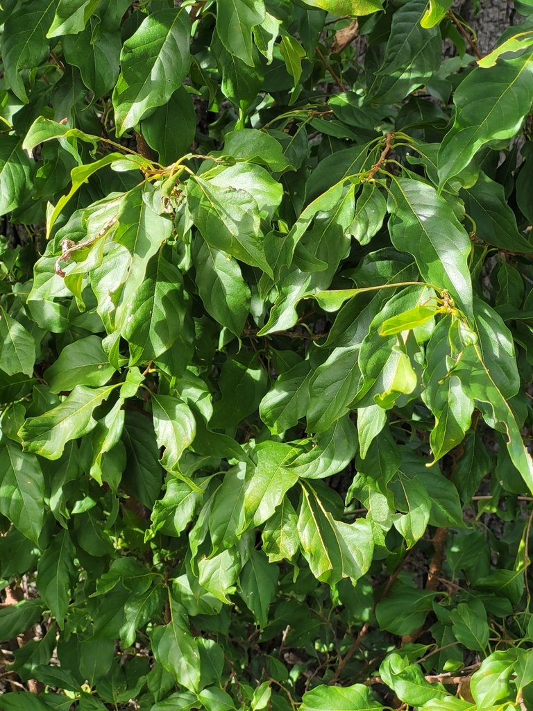Turraea pubescens in May 2024 by m_gardner · iNaturalist
