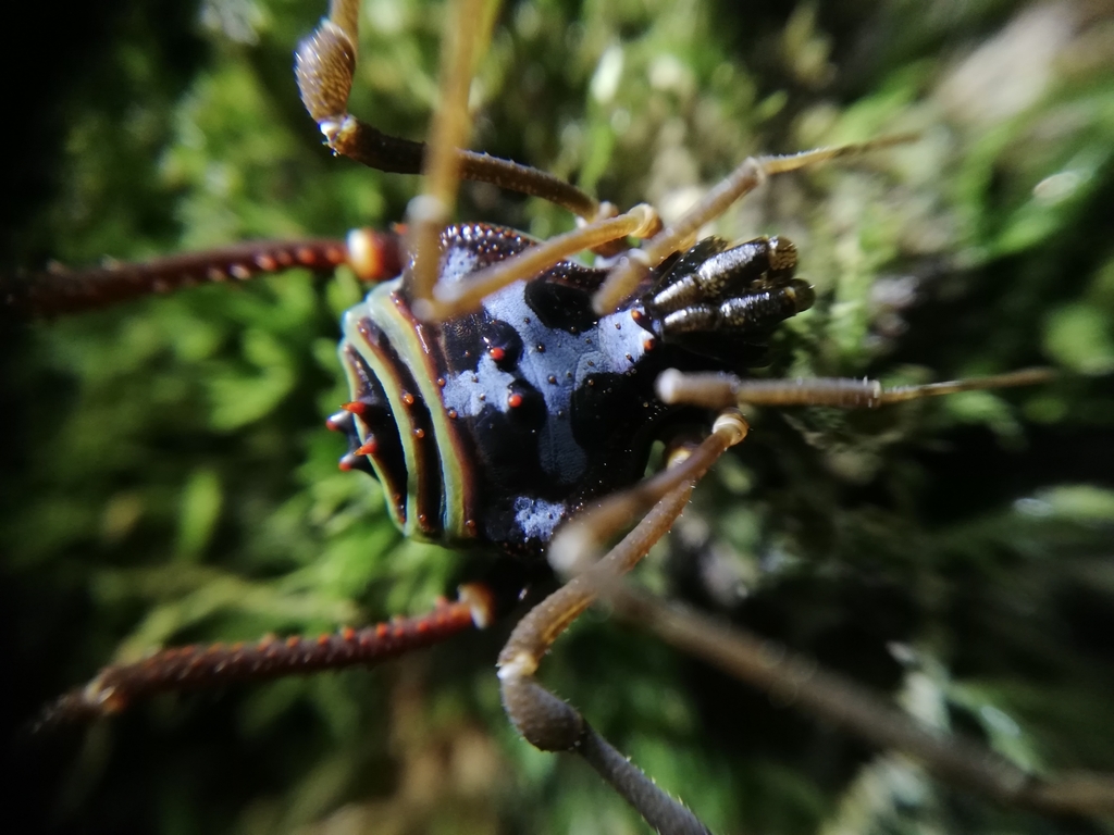 Sadocus asperatus from 5090436 Valdivia, Los Ríos, Chile on April 30 ...